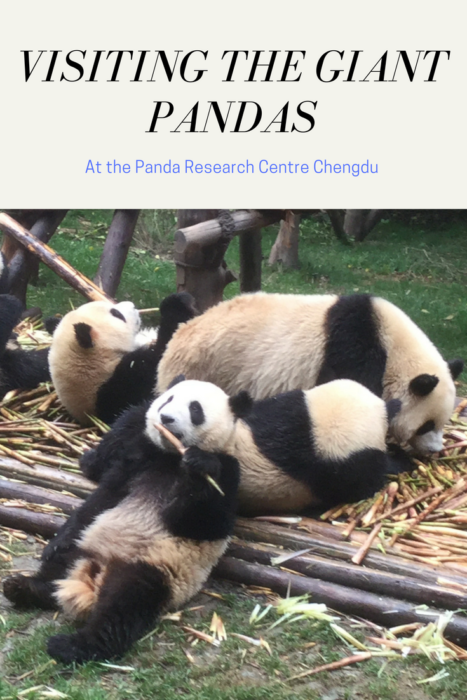 Visiting the Giant Panda Research Centre, Chengdu - Frugal Travellers